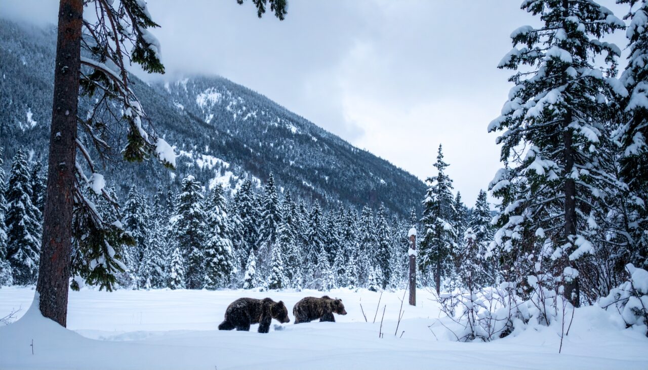 人身被害防止へ、Highlandersが国産AI四足ロボでクマ被害防止 - NOVAIST